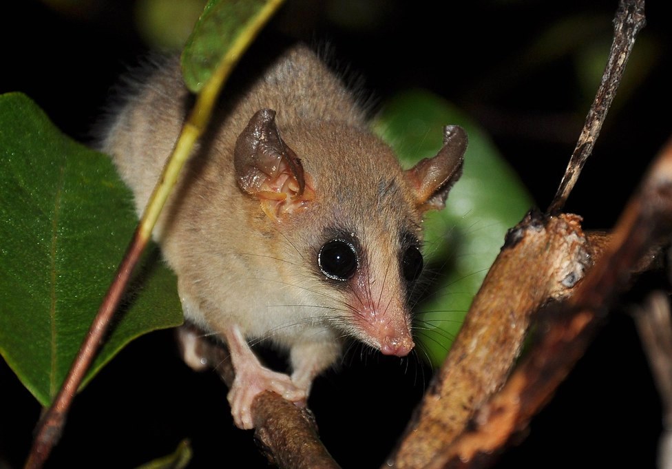 Marsupial raro é encontrado em Campos dos Goytacazes - Parahybano